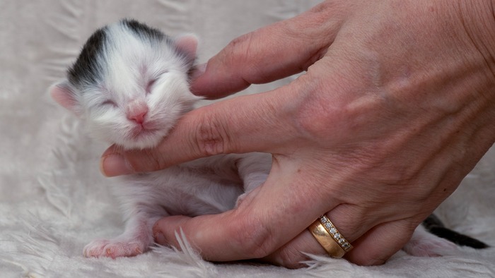 Fornnordiska kullen 1 vecka